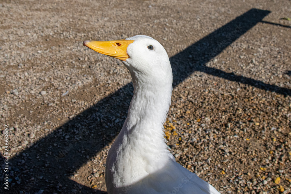 Large white heavy duck also known as America Pekin Duck, Long Island ...