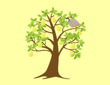 Partridge In A Pear Tree Free Stock Photo - Public Domain Pictures