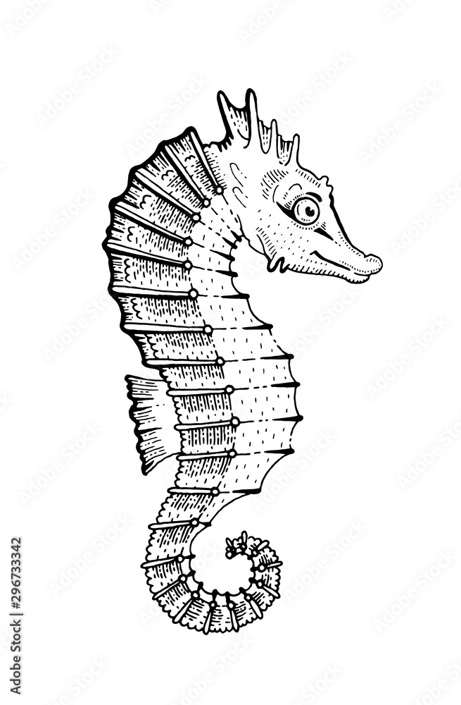 Seahorse fish, underwater sea horse icon. Coral reef animal sketch icon ...