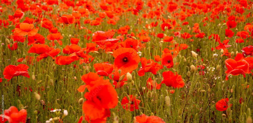 Red Poppies in Flanders Fields symbol for remembrance Day WW1 - For ...
