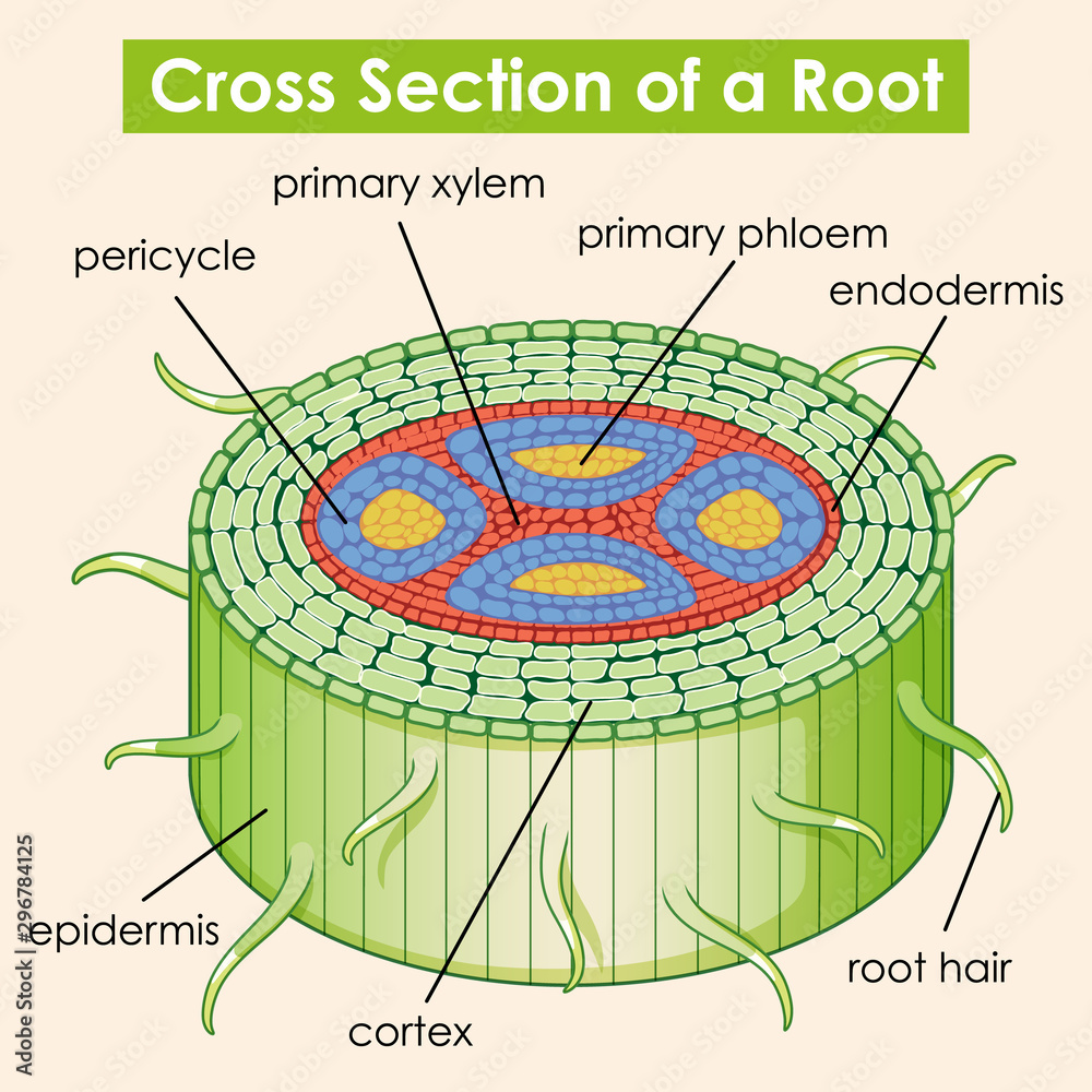 Diagram showing cross section of a root Stock Vector | Adobe Stock