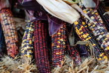 Flint Corn Free Stock Photo - Public Domain Pictures