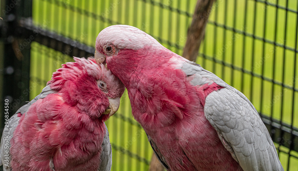 Close up low angle view of Pink and White Galah Galahs showing head ...