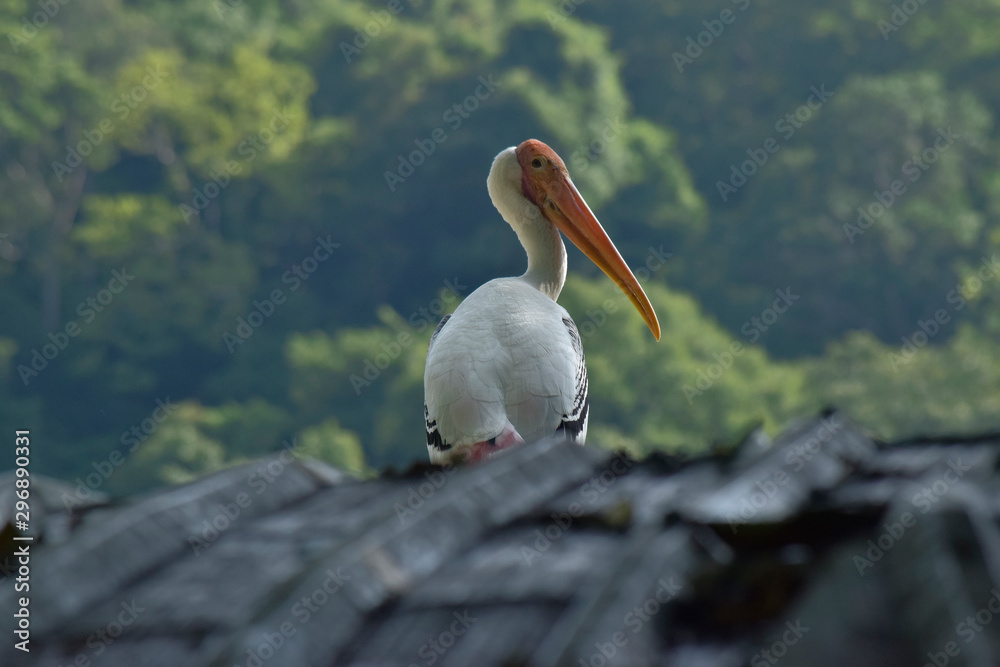 Gazelle In various postures Like to live together in a crowd Living in ...