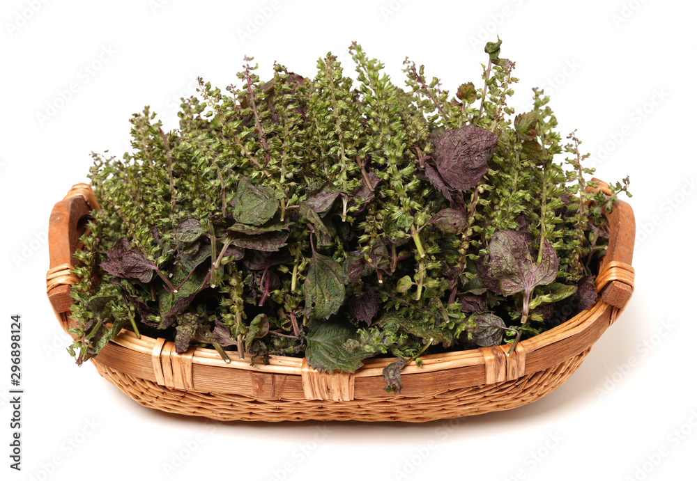 Perilla herb seed used in traditional,chinese herbal medicine isolated ...