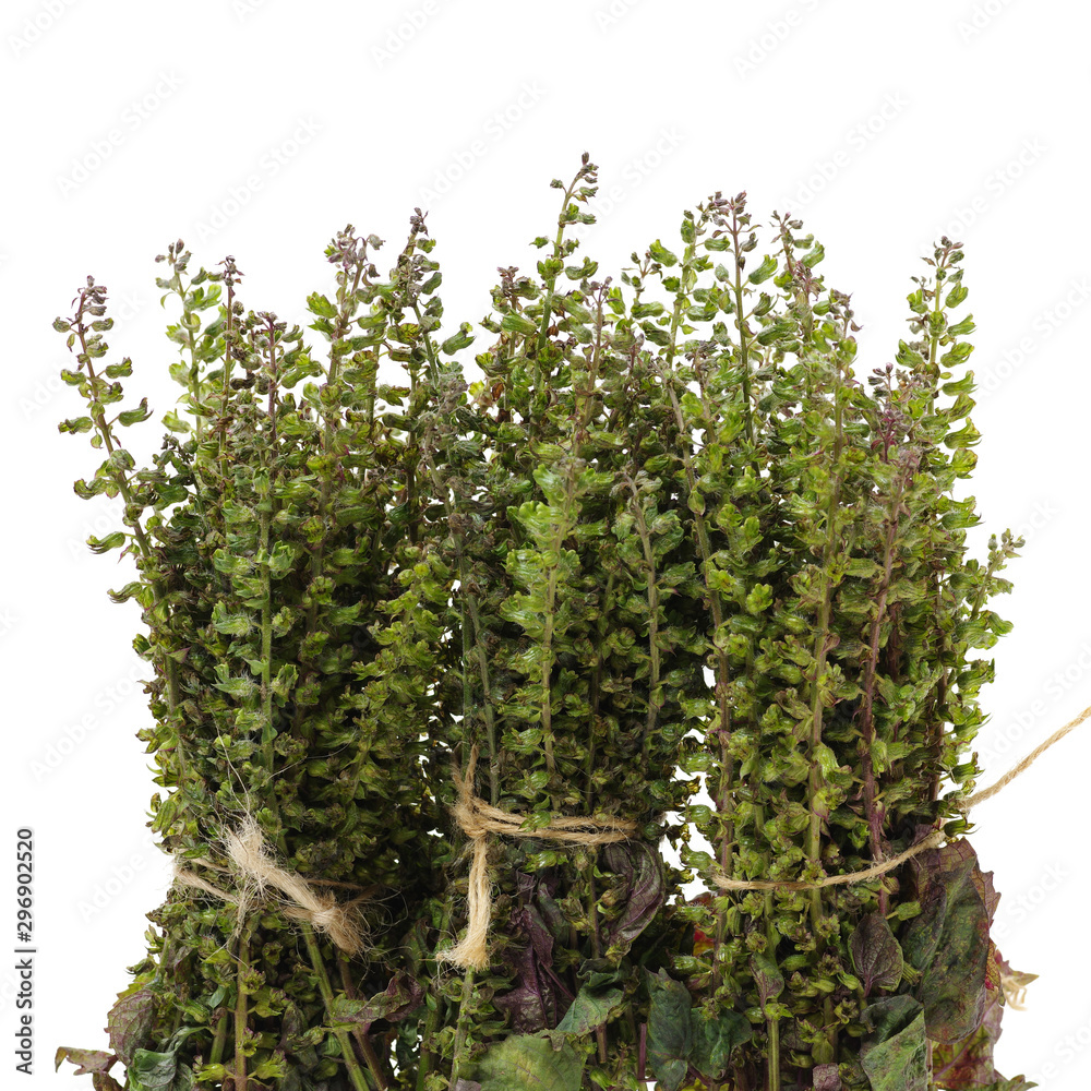 Perilla herb seed used in traditional,chinese herbal medicine isolated ...