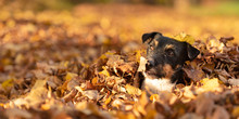 Happy Dogs Playing In Fall Leaves Free Stock Photo - Public Domain Pictures