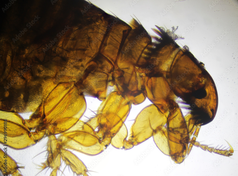 Flea flea - Pulex isolated on a clear white background. parasite of ...