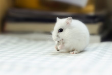 Sunflower Hamster Free Stock Photo - Public Domain Pictures