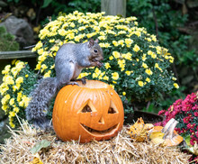 Fox Squirrel Eating Pumpkin Free Stock Photo - Public Domain Pictures