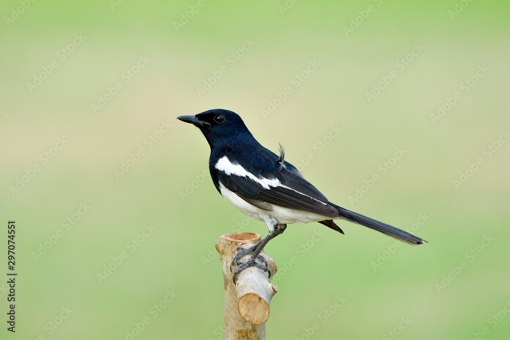 Male of Oriental magpie-robin (Copsychus saularis) black and white bird ...