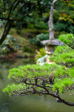 Japanese Pine Over Water Free Stock Photo - Public Domain Pictures