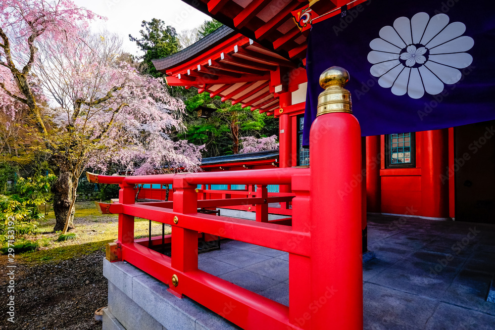 Sakura tree of Gokoku Shrineon in Aoba Castle April 14, 2016 Aoba ...