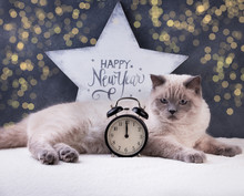 Happy New Year Cat Free Stock Photo - Public Domain Pictures