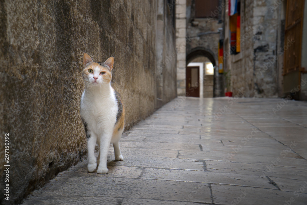 Alley cat walking in the narrow street of old town Stock Photo | Adobe ...