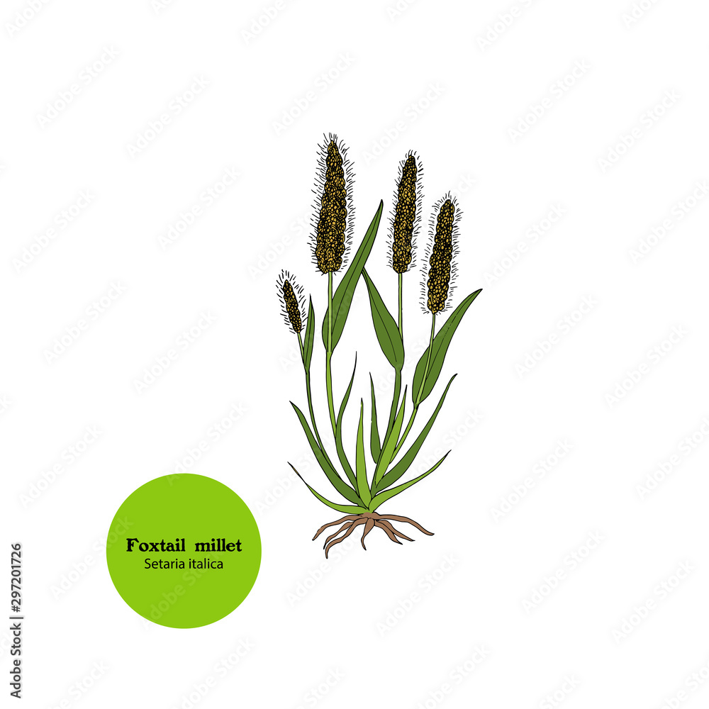 Millet Plant Drawing
