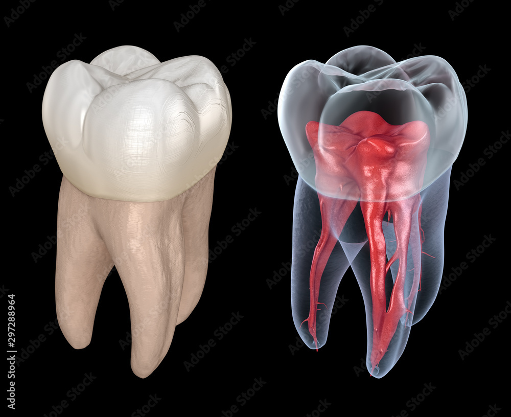 Dental root anatomy - First maxillary molar tooth. Medically accurate ...
