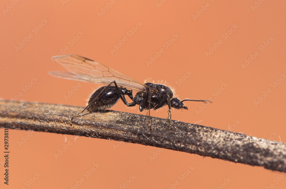 Foto de Stock Winged ants usually emerge from the anthill after periods ...