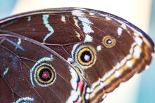 Brown Morpho Butterfly Free Stock Photo - Public Domain Pictures