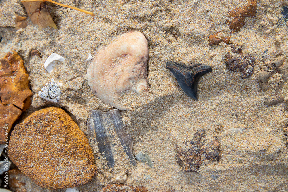 shark tooth fossil miocene epoch calvert cliffs state park chesapeake ...