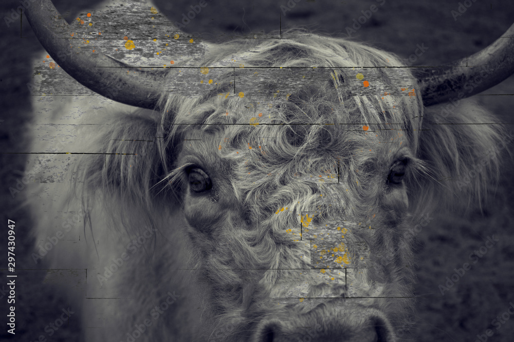 Close up photo of highland cow head, in black and white with yellow and ...