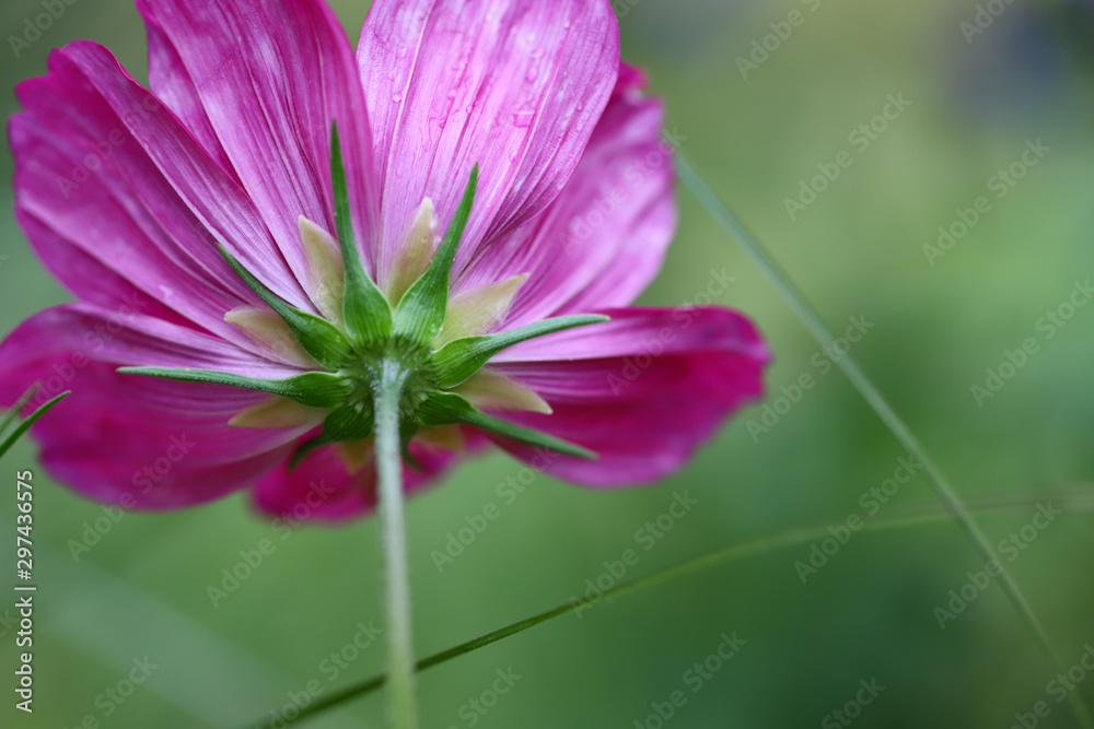 The quintessential cottage garden flowers, fuchsia Cosmos bipinnatus ...