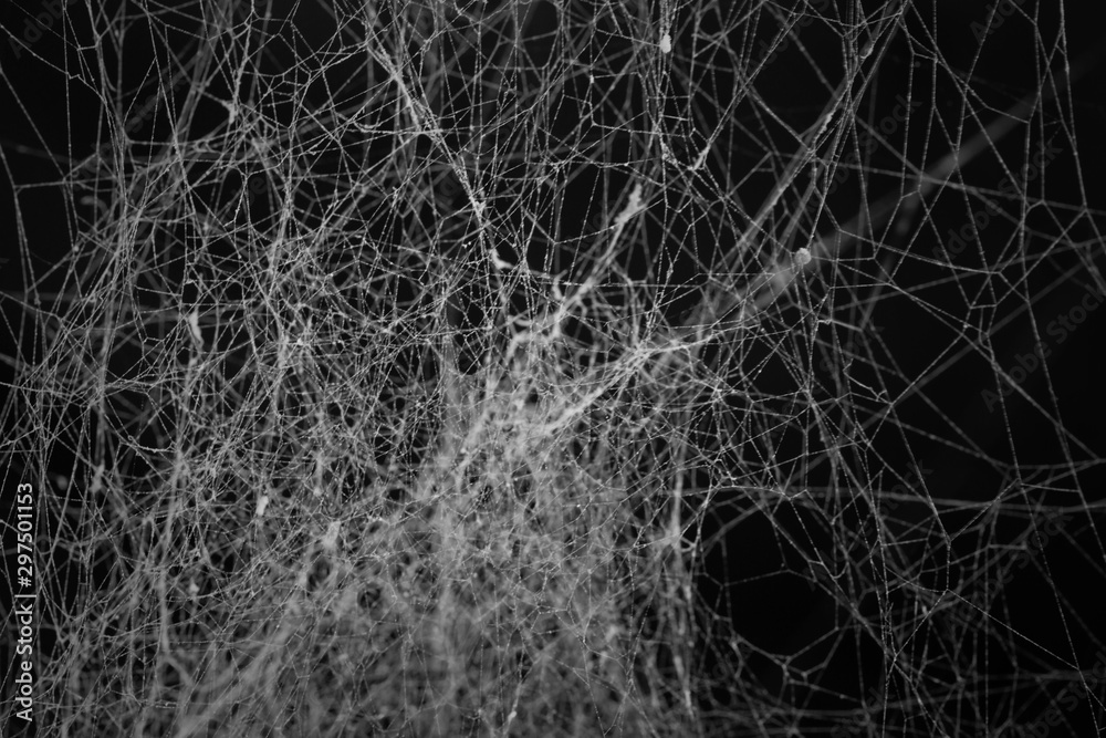 Spider web or cob web texture 素材庫相片 | Adobe Stock