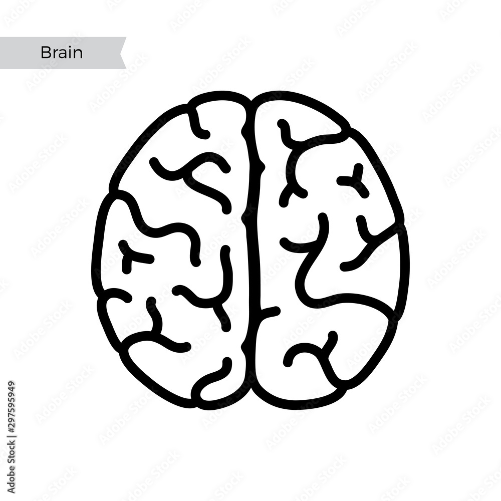 Vector illustration of human brain anatomy Stock Vector | Adobe Stock