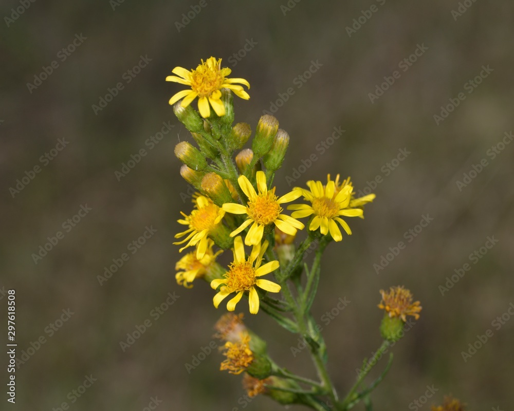 Dittrichia viscosa, also known as false yellowhead, woody fleabane ...