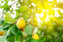 Prune Poza gratuite - Public Domain Pictures