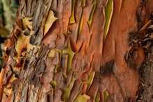 Peeling Red Bark 2 Free Stock Photo - Public Domain Pictures