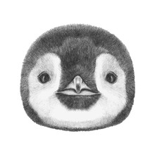 Penguin Face Drawing Free Stock Photo - Public Domain Pictures