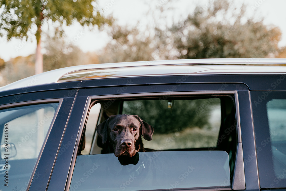 beautiful black labrador in a car ready to travel. City background ...