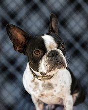 Boston Terrier Dog Close-up Free Stock Photo - Public Domain Pictures