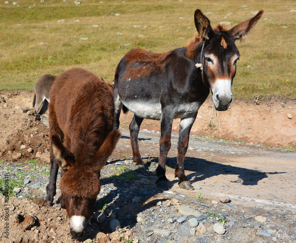 Donkey Mount Kazbek major mountains of the Caucasus located on the ...