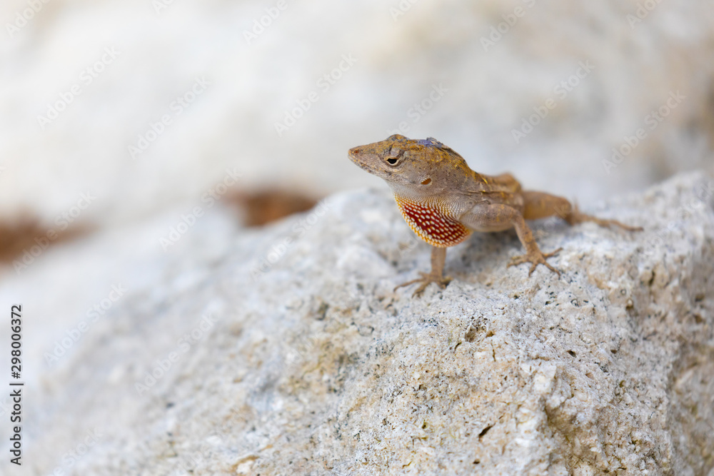 A Brown Anole (Anolis sagrei), also known as the Bahaman Anole, isuns ...