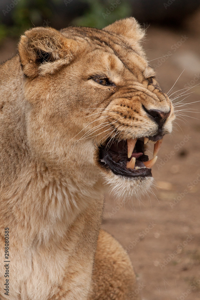 Head of a powerful and angry female lioness close-up, open mouth with ...