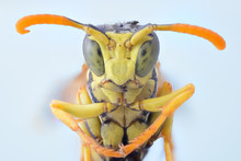 Insect seks Gratis Stock Foto - Public Domain Pictures