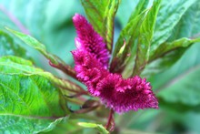 Red Celosia Flower And Bee Free Stock Photo - Public Domain Pictures