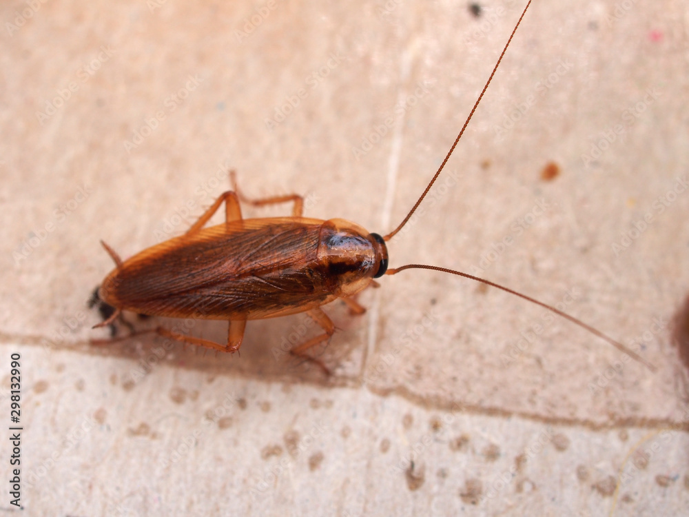 A cockroach stuck to sticky paper. Home of the harmful insect. Stock ...