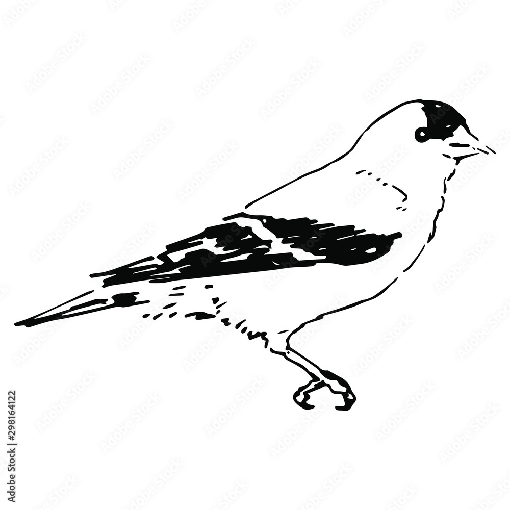 American Goldfinch Drawing