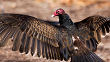 Turkey Vulture Flying Free Stock Photo - Public Domain Pictures
