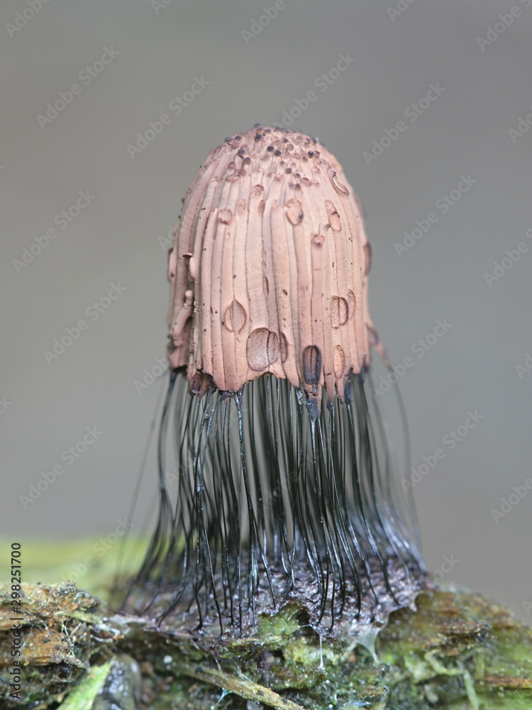Stemonitis fusca, known as tube slime mold Stock Photo | Adobe Stock