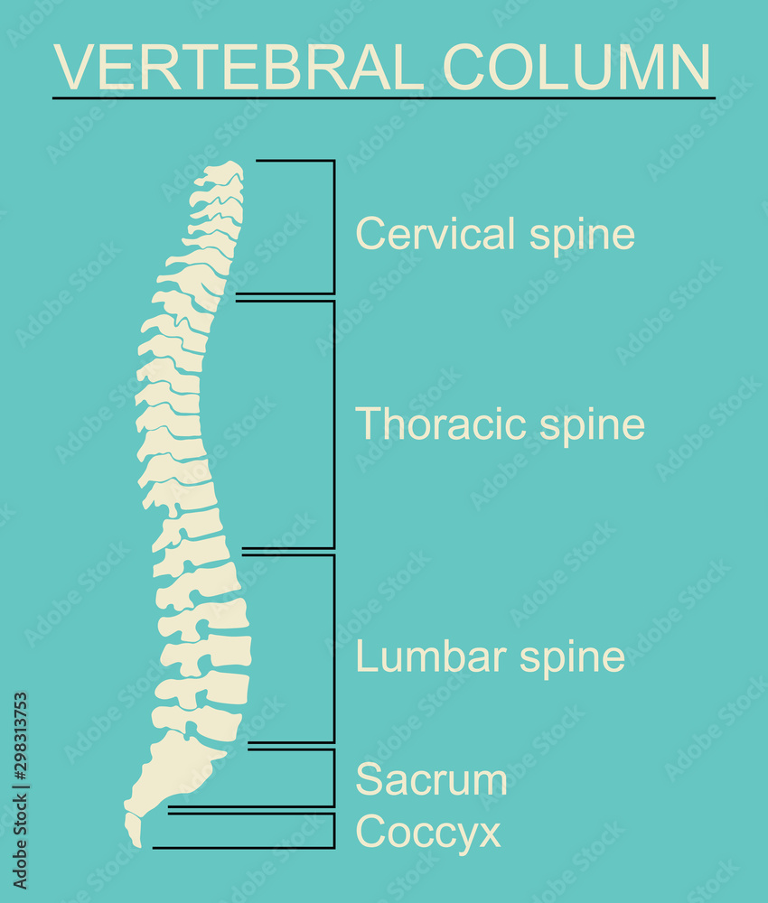 Diagram of a human spine with the name and description of all sections ...