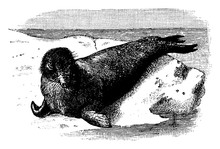 Foca elefant Poza gratuite - Public Domain Pictures