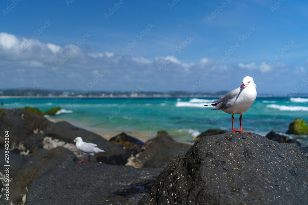 Seagull sitting on the rock at the beach with beautiful ocean waves and ...