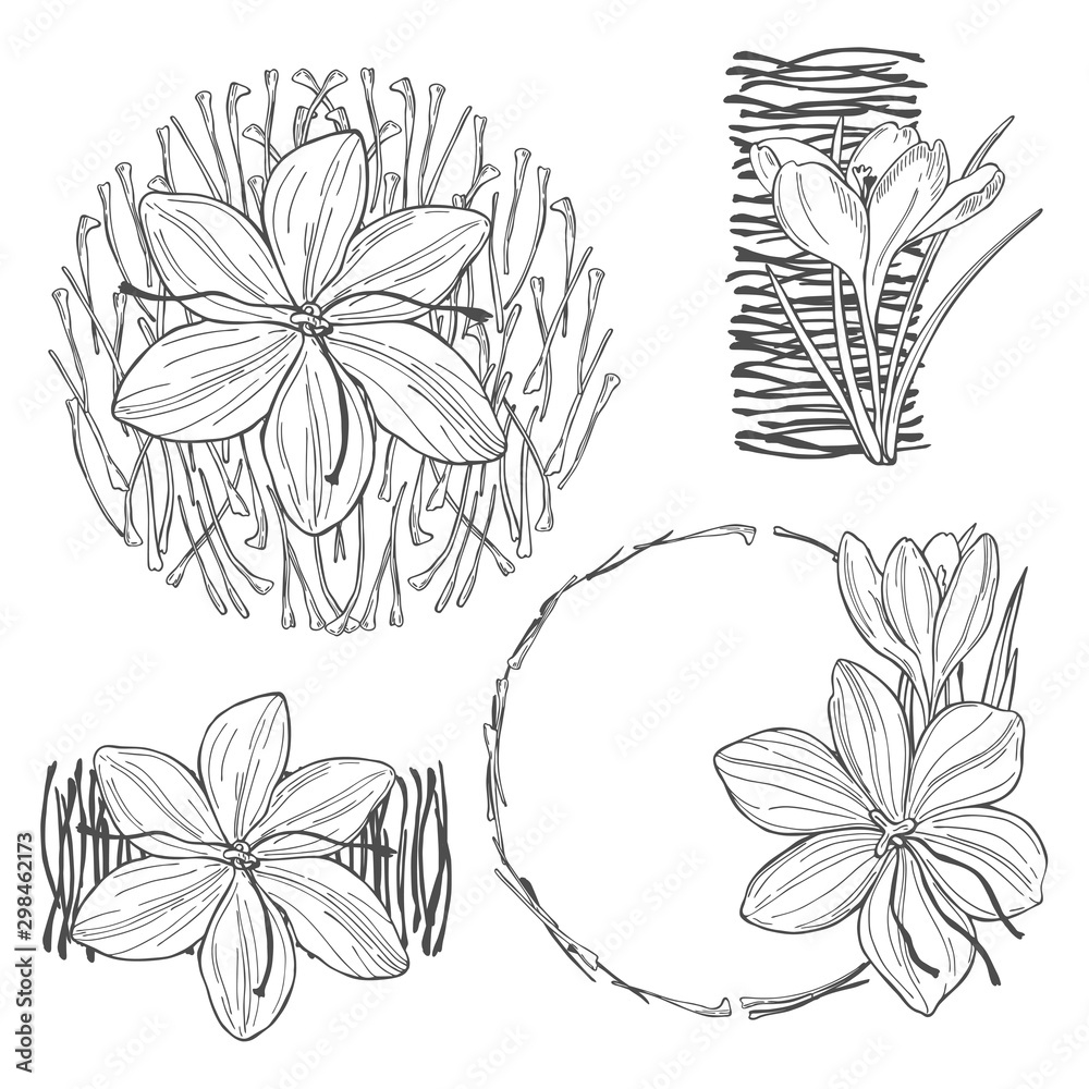 Saffron spice. Hand drawn sketch illustration Stock Vector | Adobe Stock