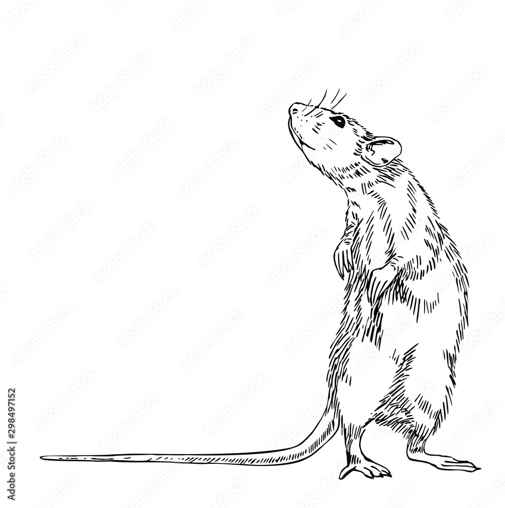 Funny standing rat in line art style. Stock Vector | Adobe Stock