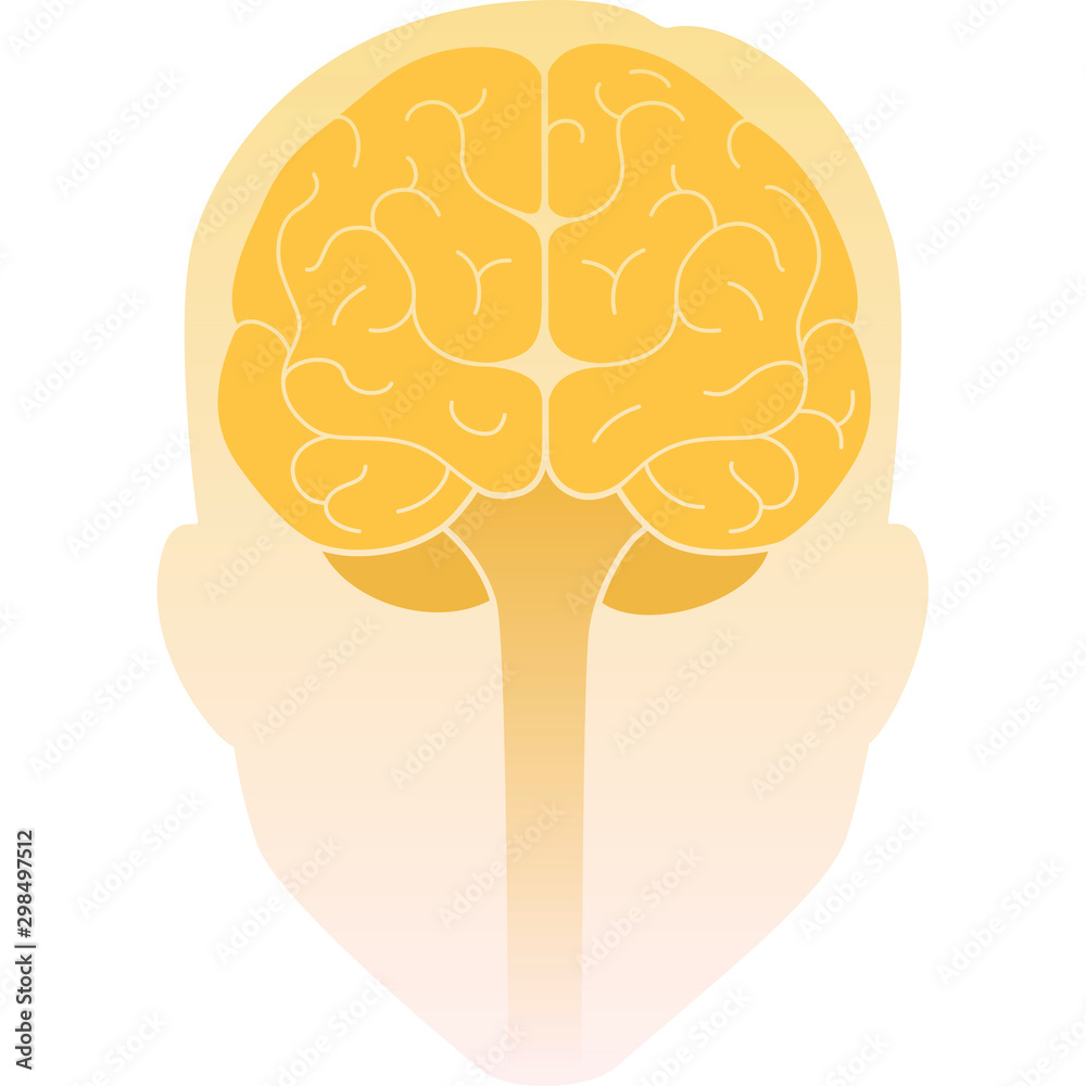 Human head front view and the brain inside. Human brain front view ...