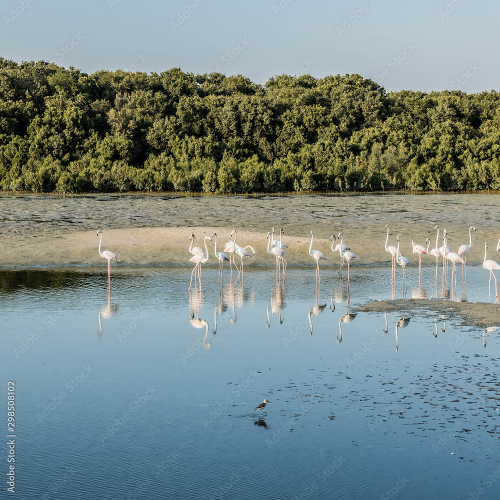 Caribbean pink flamingo at Ras al Khor Wildlife Sanctuary, a wetland ...